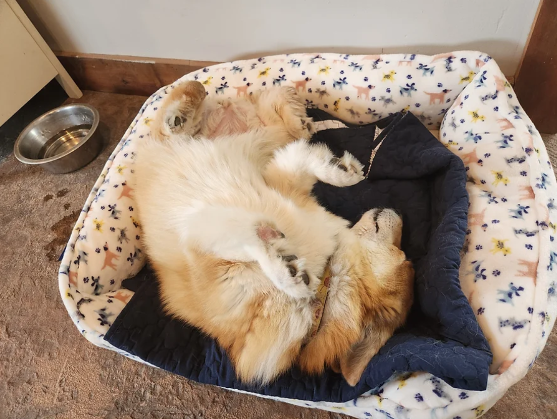 Jane's Journey Home: A Sanctuary for Senior Dogs | Strang, Inc.